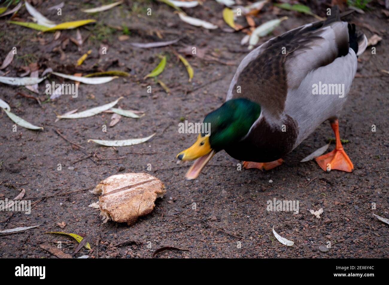 A hungry male mallard duck reaching for a dry piece of bread Stock ...