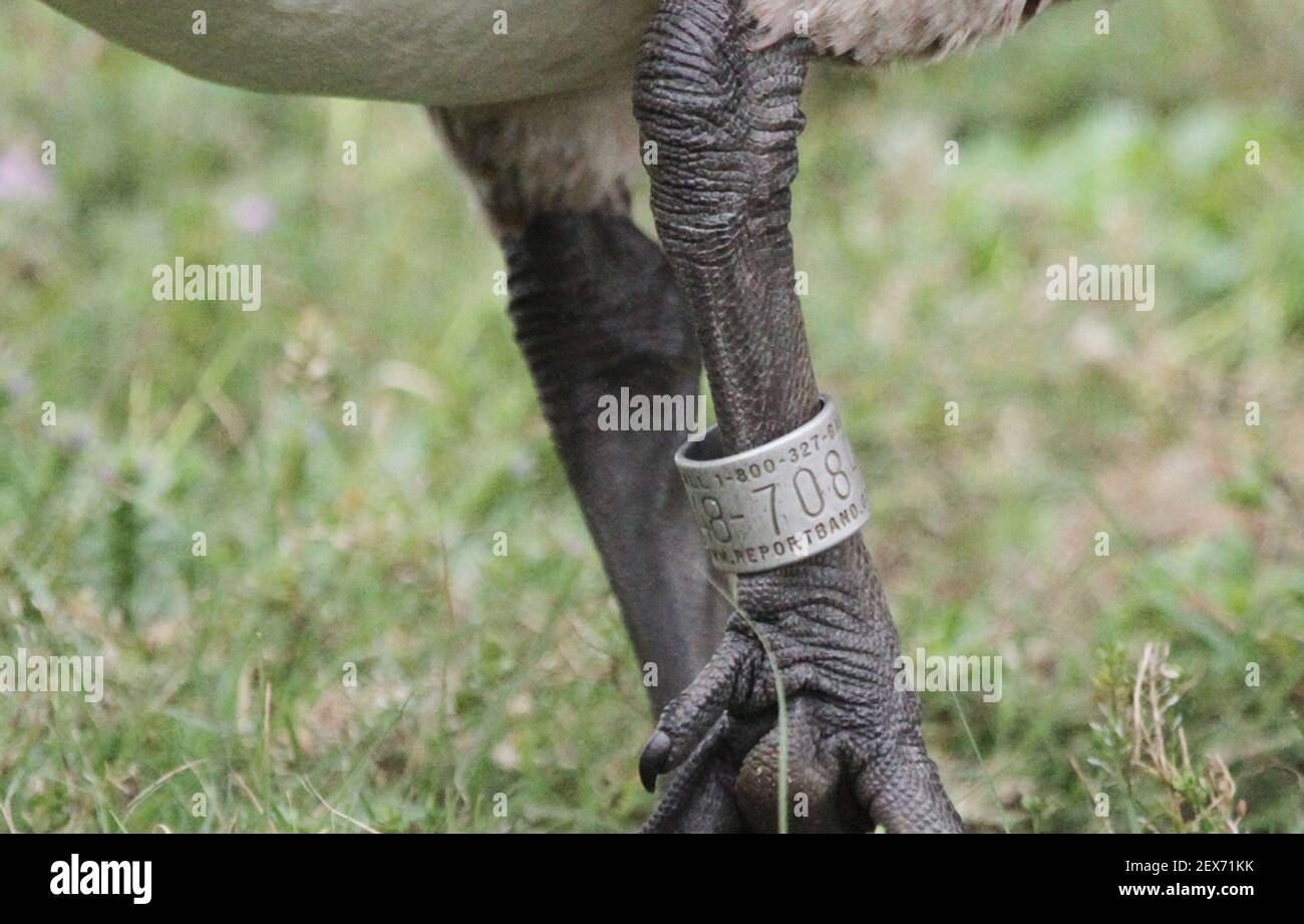 Metal leg bands, each with a unique identifying number, help biologists ...