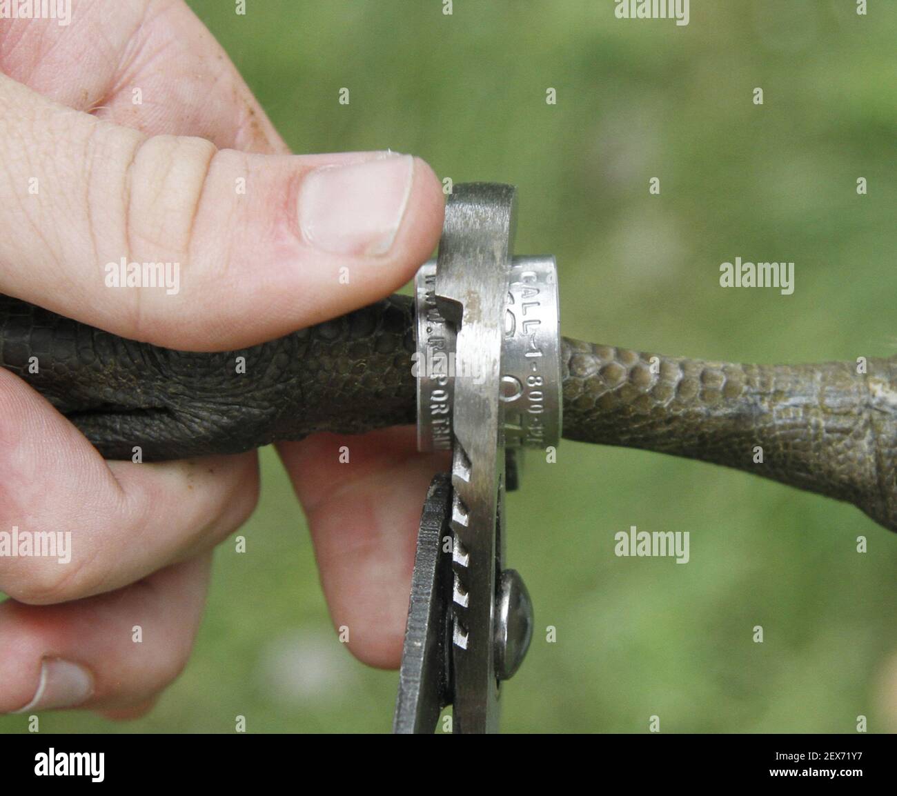 Metal leg bands, each with a unique identifying number, help biologists ...