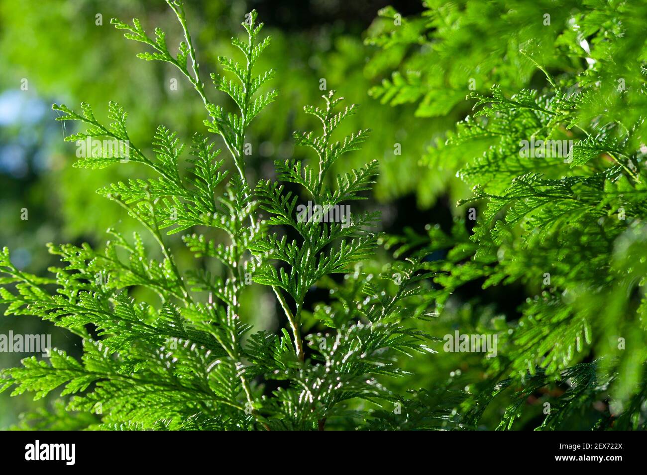 Thuya occidentalis hi-res stock photography and images - Alamy