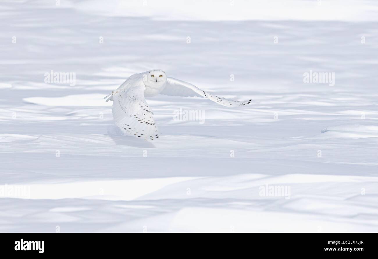 Snowy owl male hunting over a snow covered field in winter in Canada ...