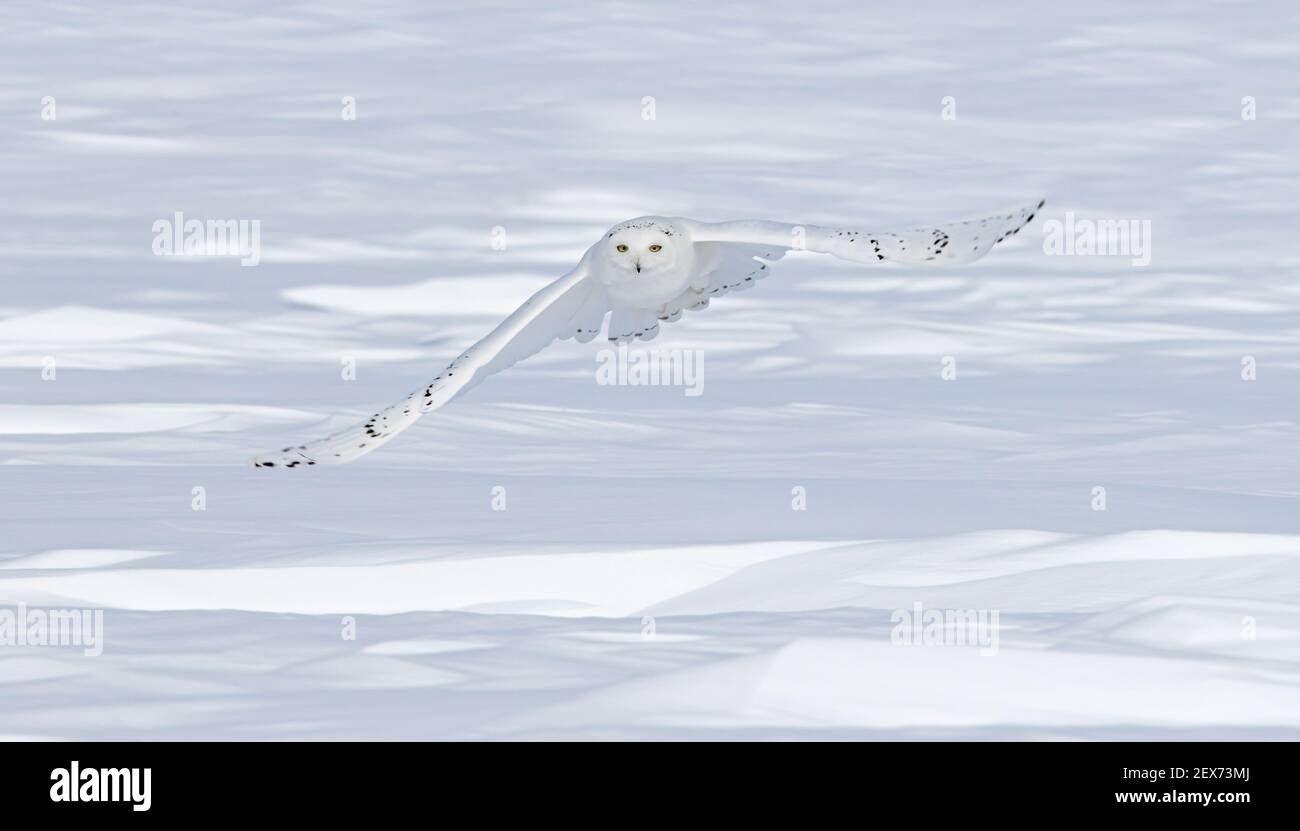 Snowy owl male hunting over a snow covered field in winter in Canada ...