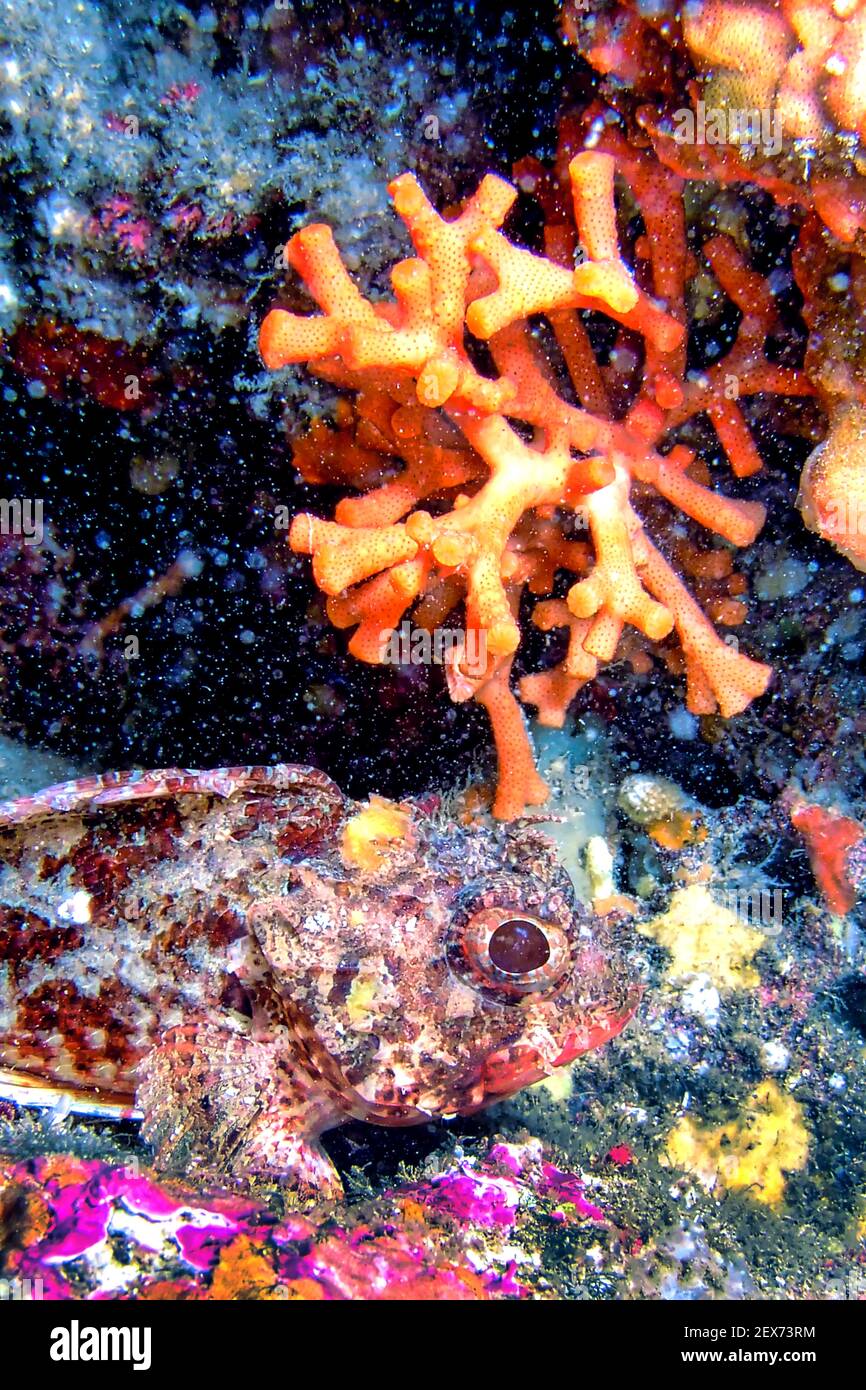 Black Scorpionfish, Scorpaena porcus, Cabo Cope-Puntas del Calnegre ...