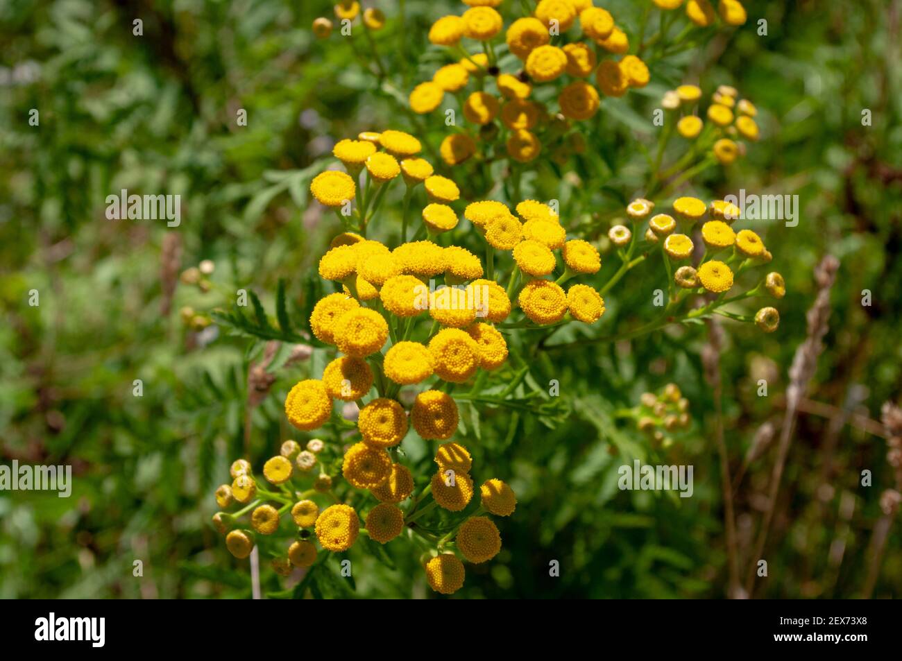 Yellow wild tansy flower blooming, plant medicinal herb field. Closeup ...