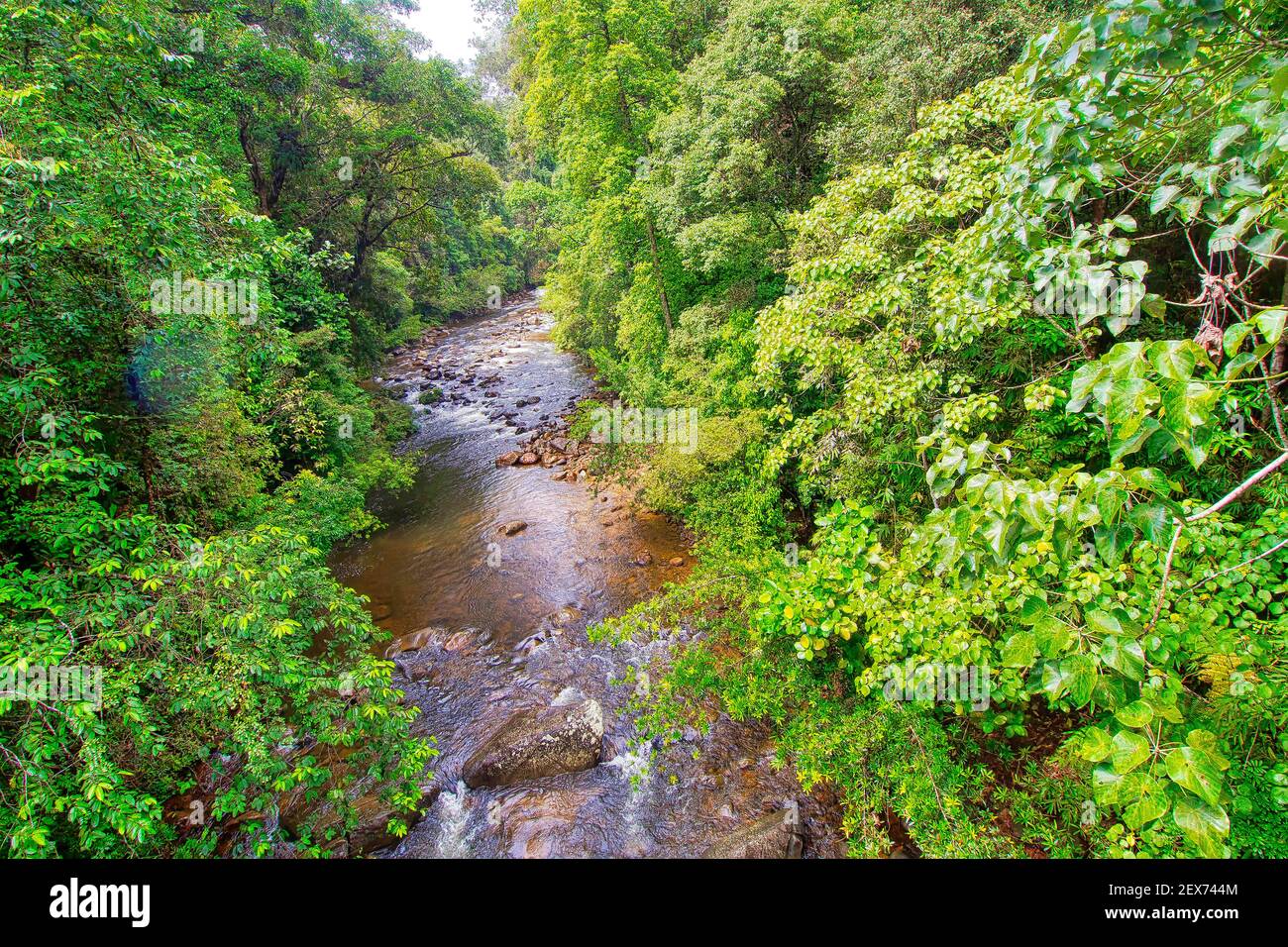 Sinharaja Rain Forest Sinharaja Rain Forest | Adventure Birding