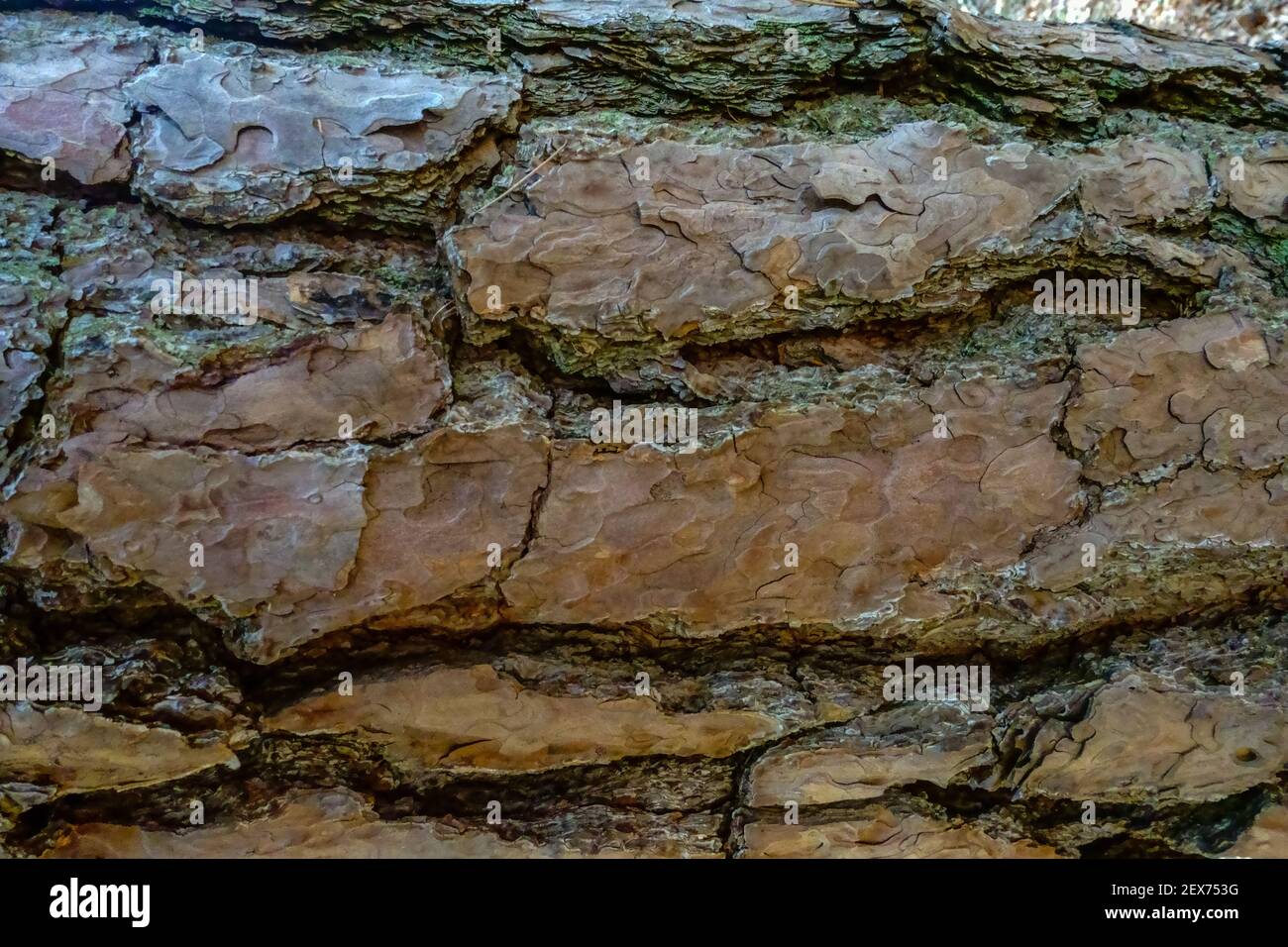 Gnarled birch trees hi-res stock photography and images - Alamy