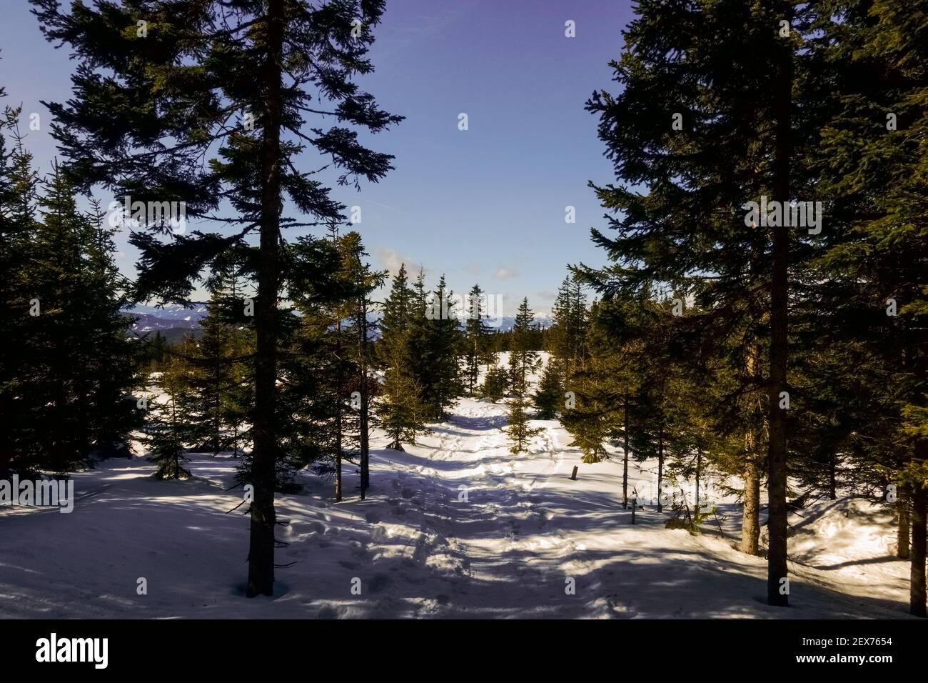 path through pine trees while hiking in the winter with snow Stock ...