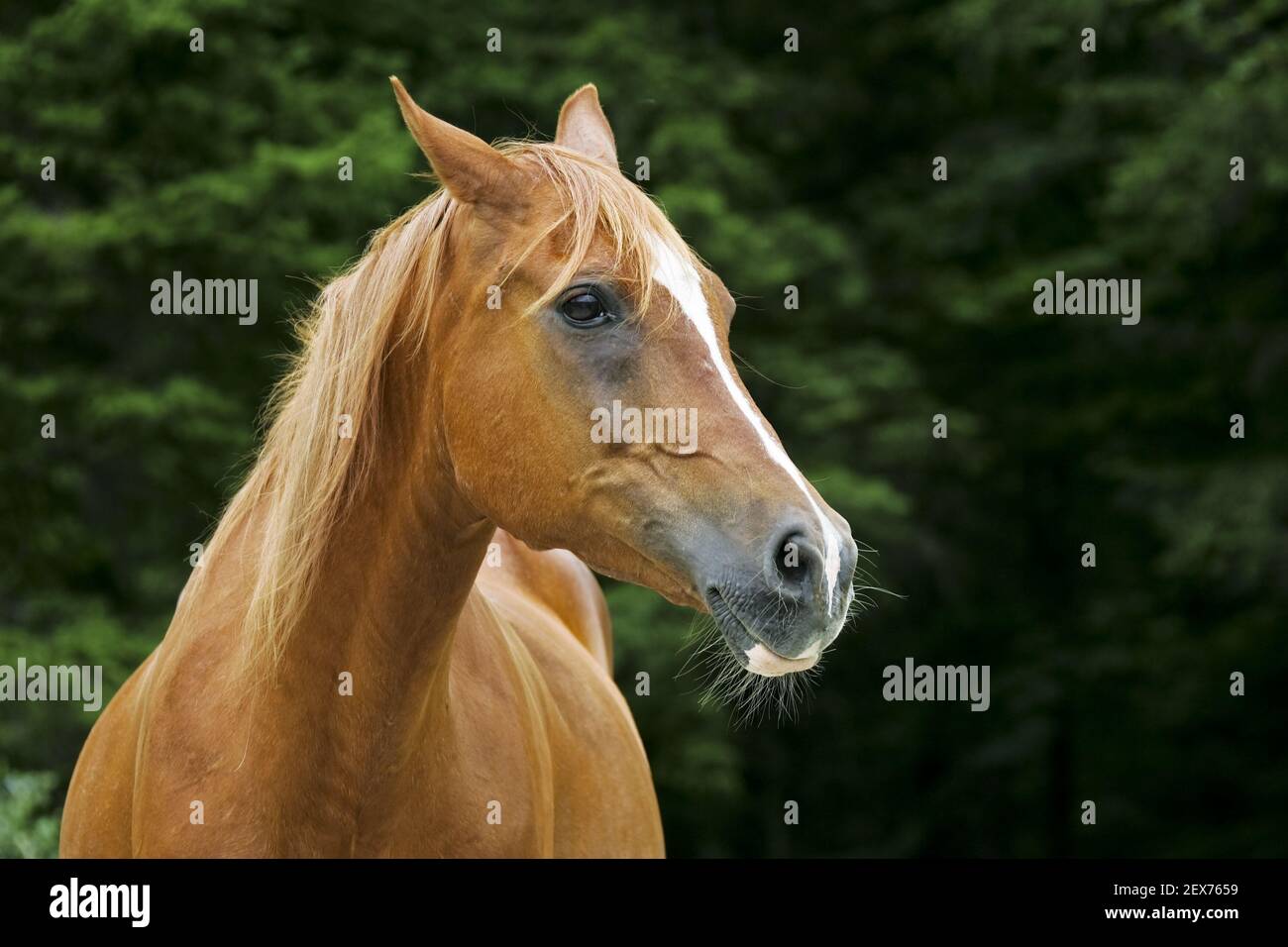 Arabian, Horse, arabian horse Stock Photo - Alamy