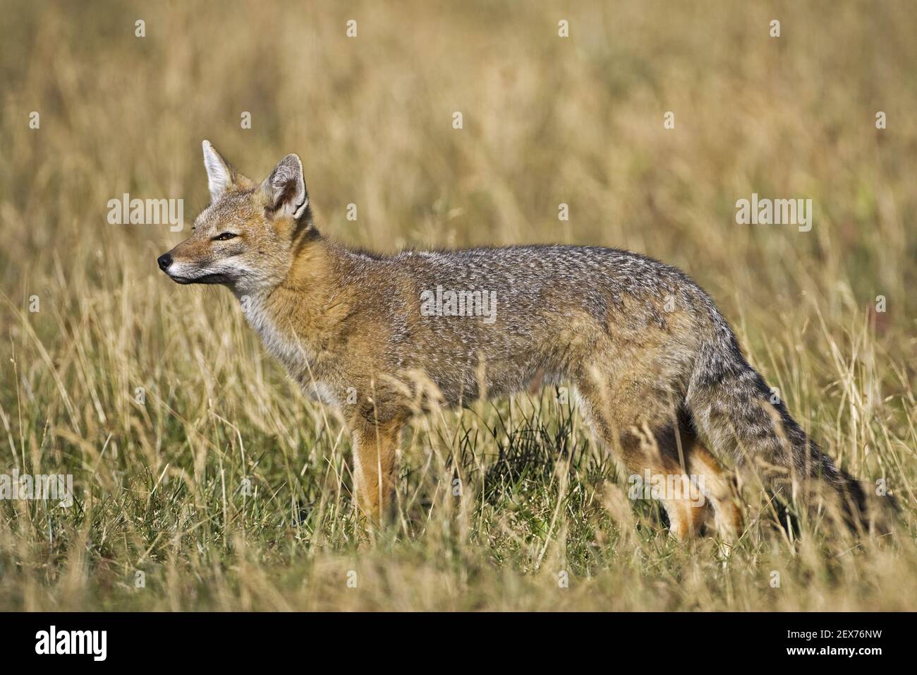 Argentinean Battle Fox in NP Torres del Paine, Patagonia, Chile, Grey ...