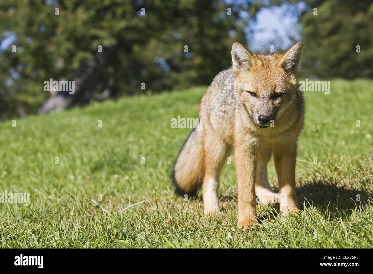 Argentinean Battle Fox in NP Torres del Paine, Patagonia, Chile, Grey ...
