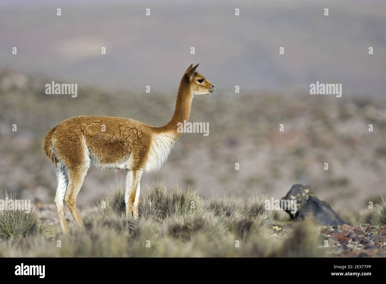 Vicugna Vicuna High Resolution Stock Photography and Images - Alamy