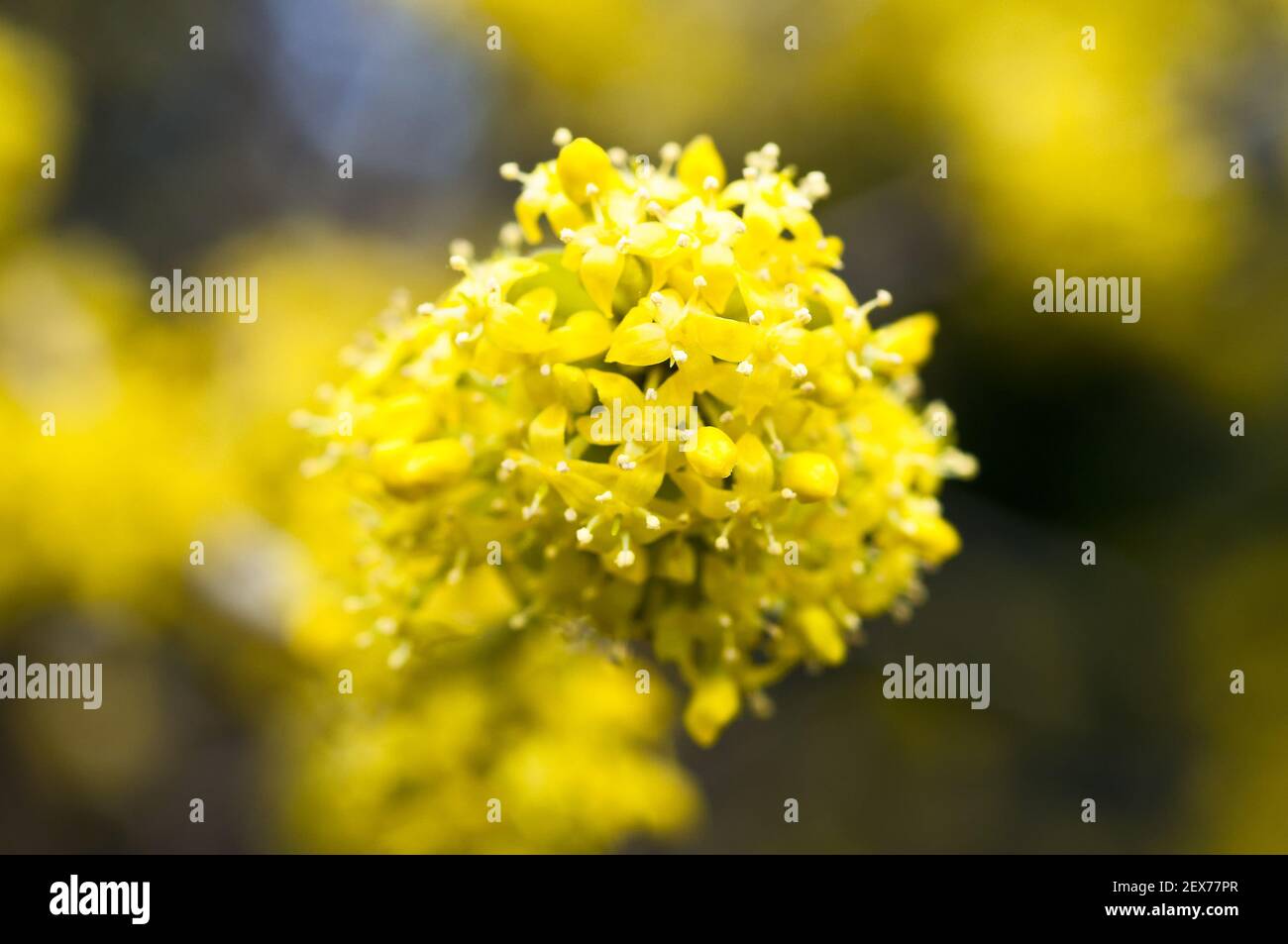 Cornus mas berry hi-res stock photography and images - Alamy