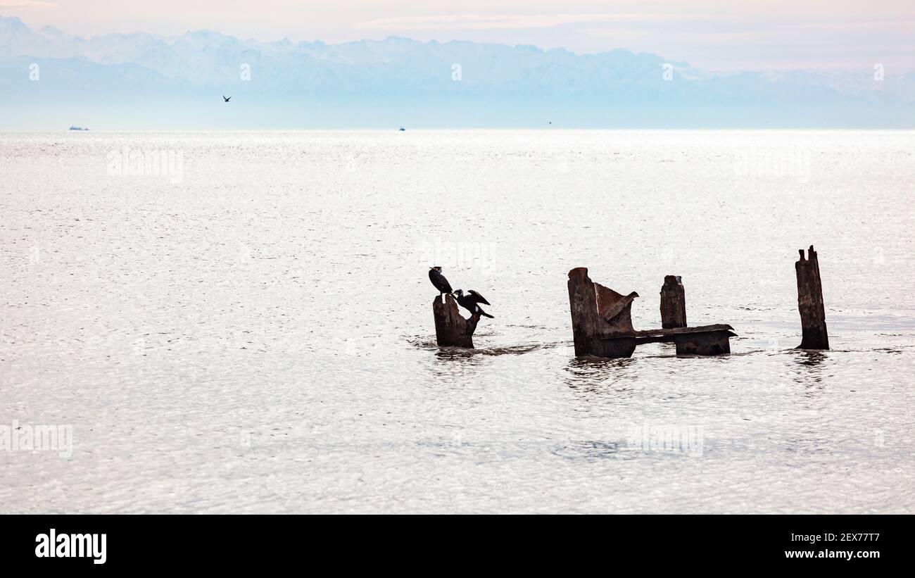 Black cormorants sit on the background of the Black Sea, Poti, Georgia ...