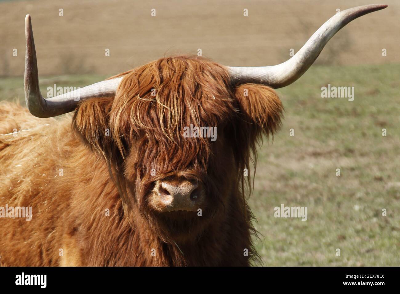 Highland cattle nose hi-res stock photography and images - Alamy