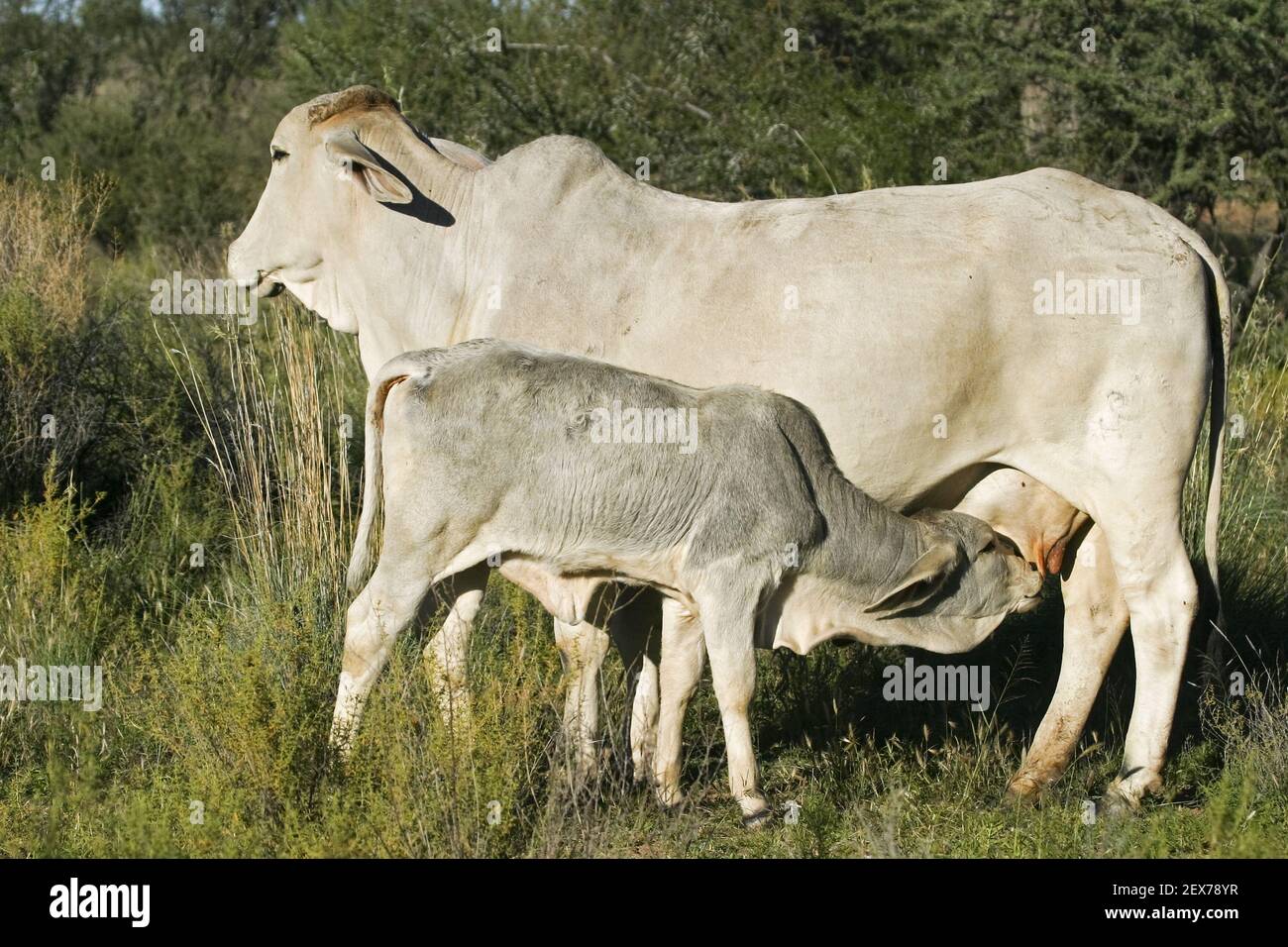 Young calf is drinking milk from dam, Namibia, Africa, young calf is ...