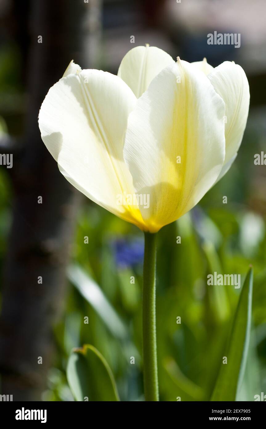 White tulip garden exterior hi-res stock photography and images - Alamy