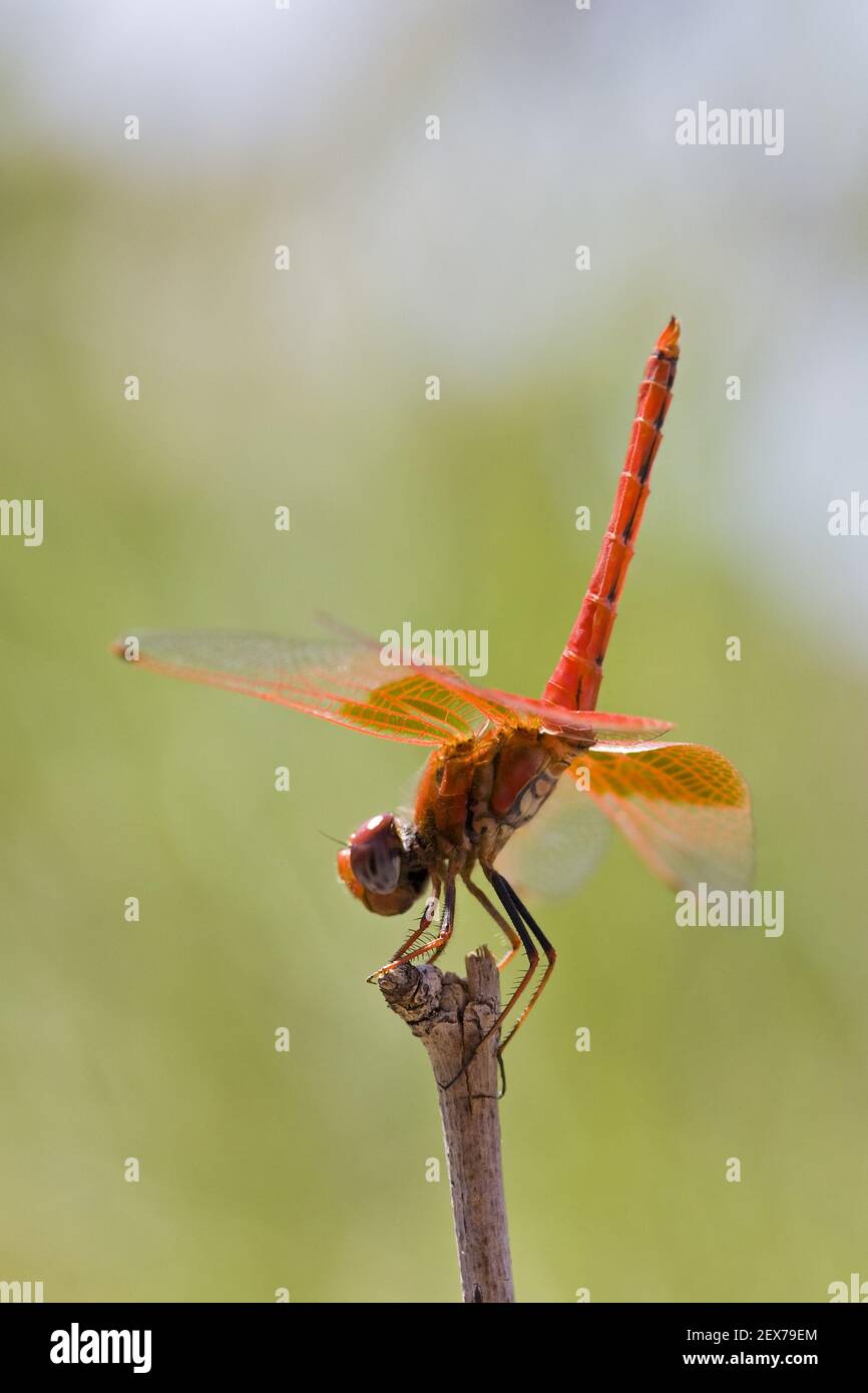 African dragonfly (Odonata), Namibia, Africa, african dragonfly, Africa ...