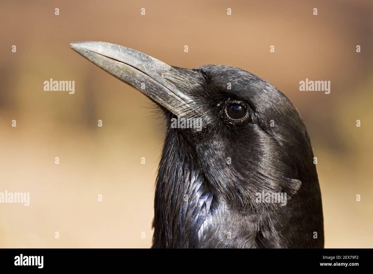 Kapkraehe (Corvidae capensis), Namibia, Afrika, Black crow, Africa ...