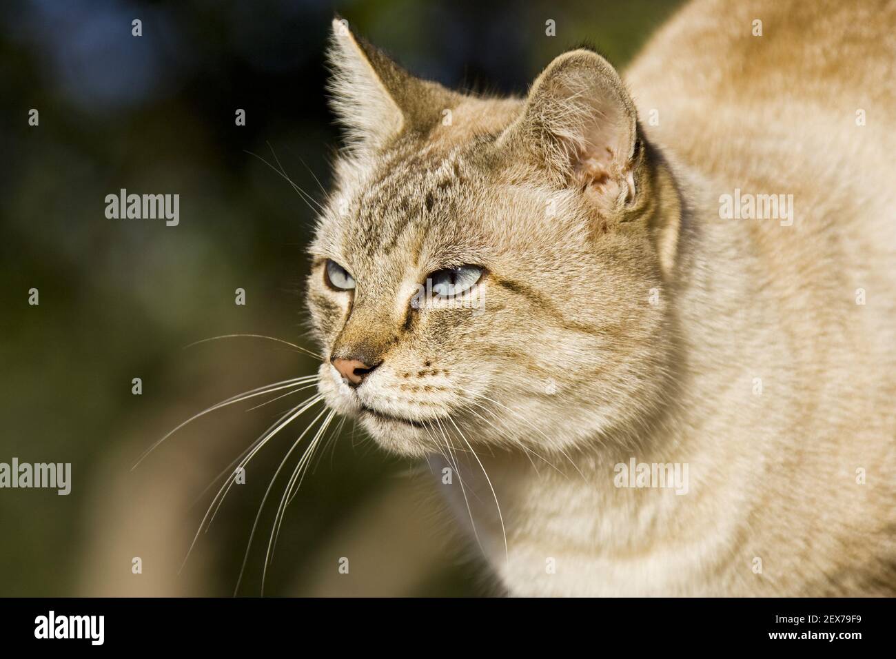 Animal Kingdom Africa High Resolution Stock Photography and Images - Alamy