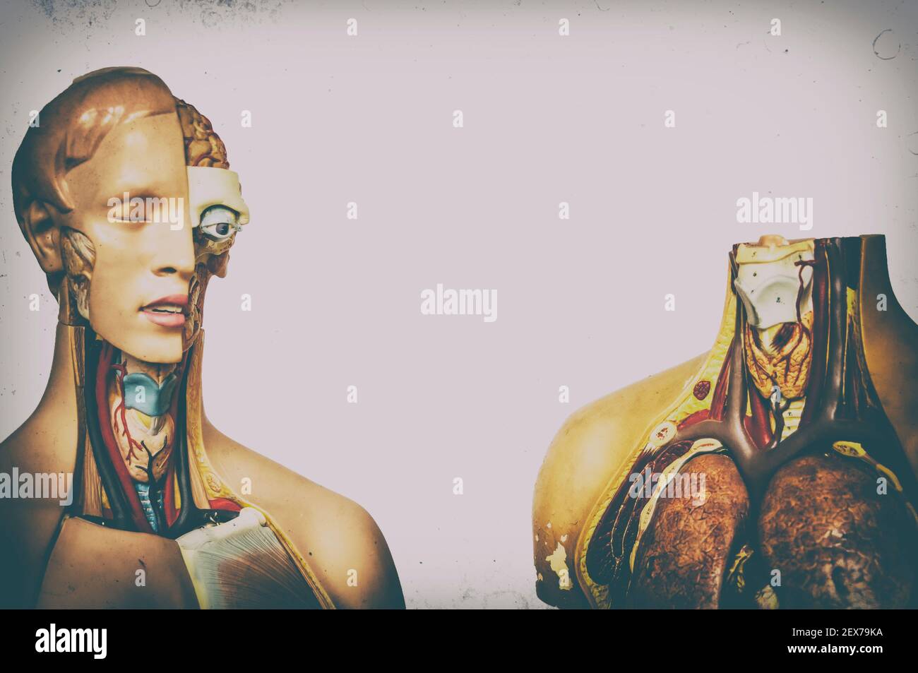 Anatomic models ; anatomische modelle Stock Photo - Alamy