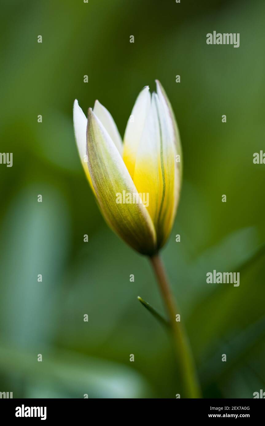 Dwarf tulip hi-res stock photography and images - Alamy