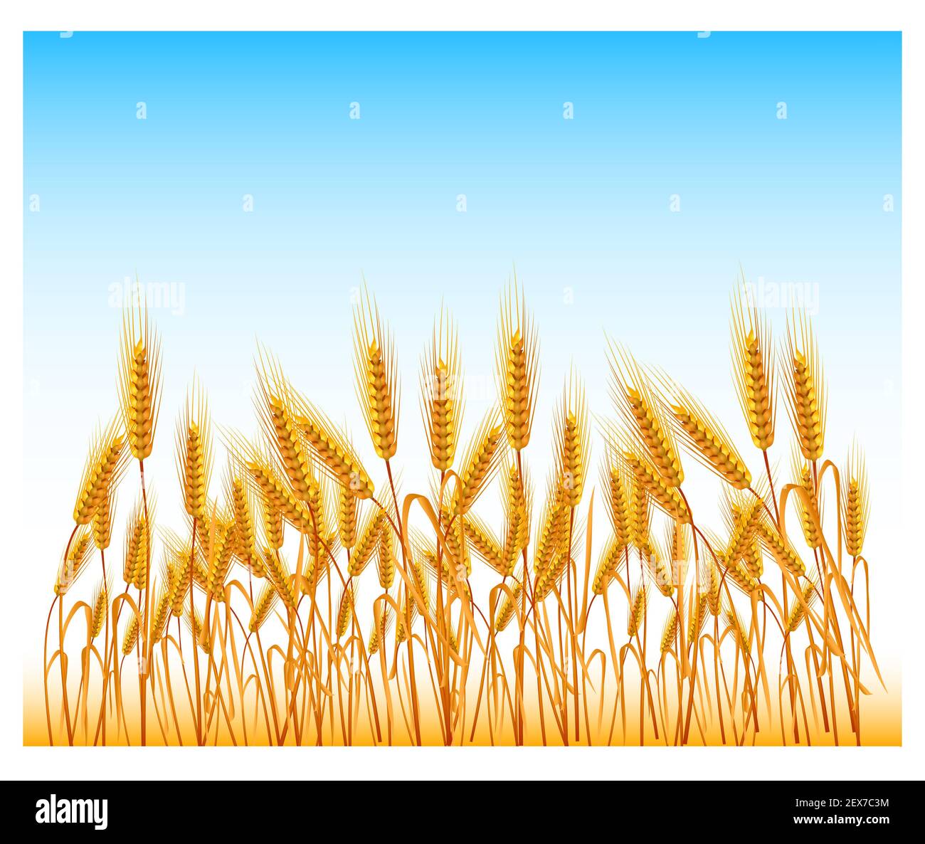 Field Of Wheat Clipart