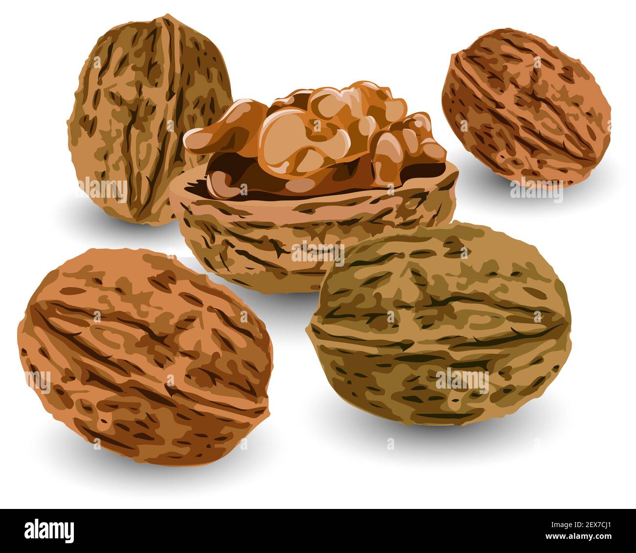 Collect nuts hi-res stock photography and images - Alamy