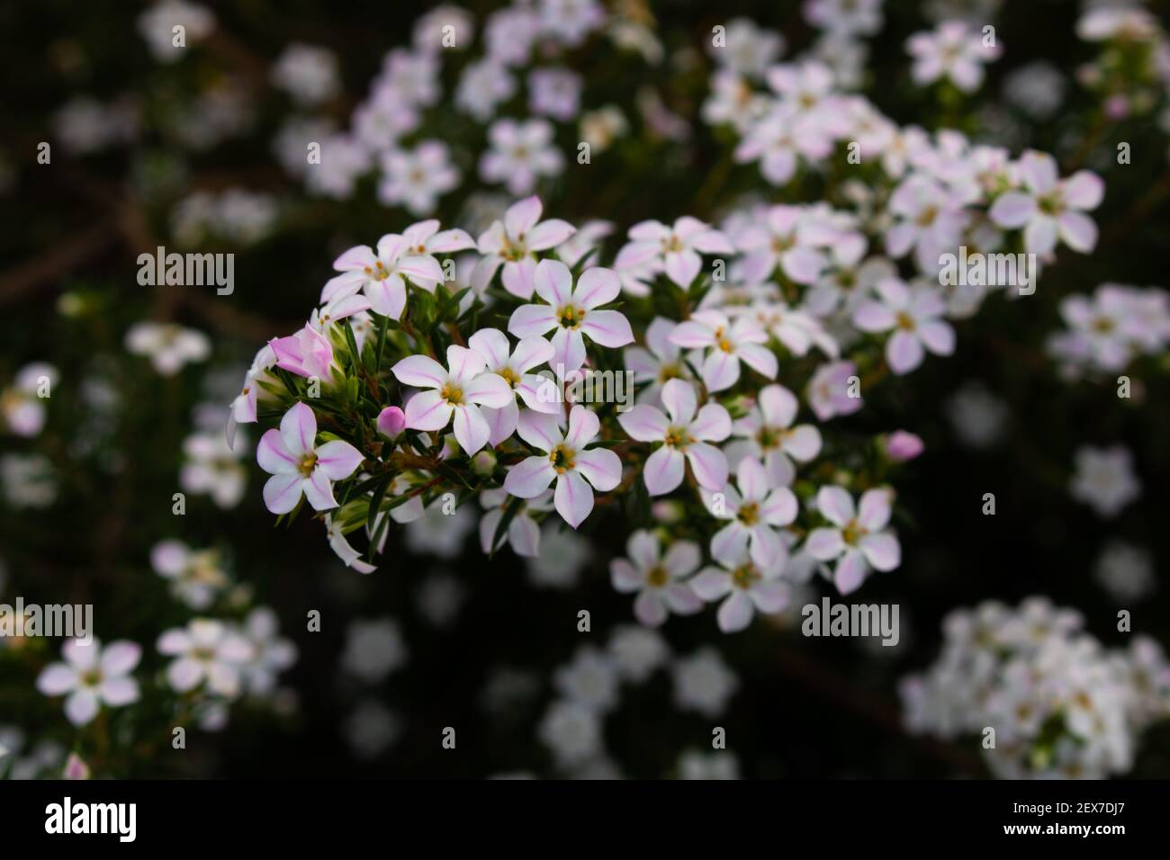 Close-up of a bunch of little white and pink stellate flowers of diosma ...