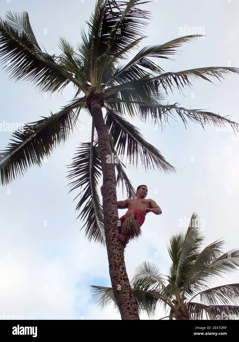 Kilapoe Sheppard, a Samoan native, demonstrates the art of climbing a ...