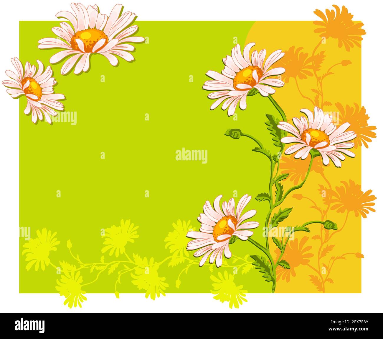 Ox eye daisy illustration hi-res stock photography and images - Alamy