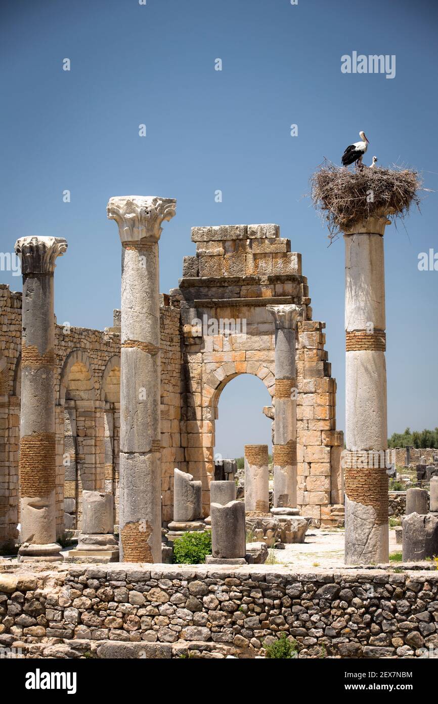 Morocco, Meknes, Volubilis, Roman ruins circa 3 BC to AD 40, the ...