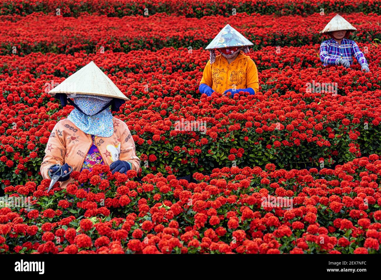 Group of Vietnamese farmers working with red flowers garden in sadec ...