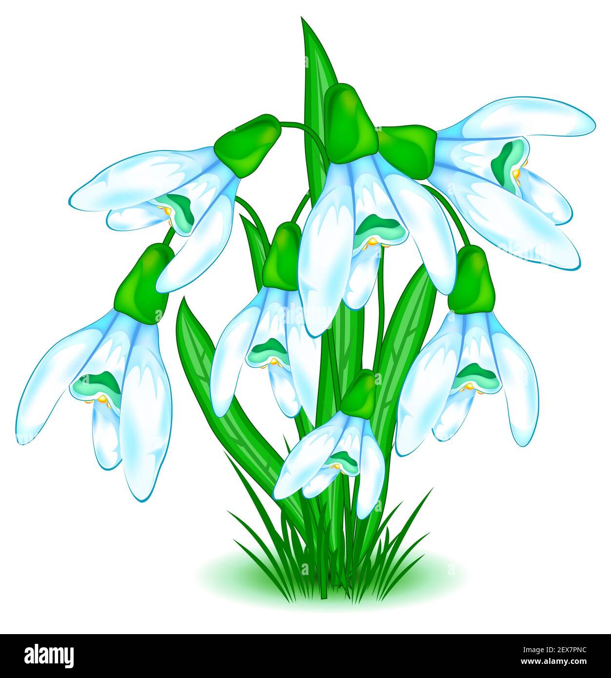 Snowdrops vector hi-res stock photography and images - Alamy