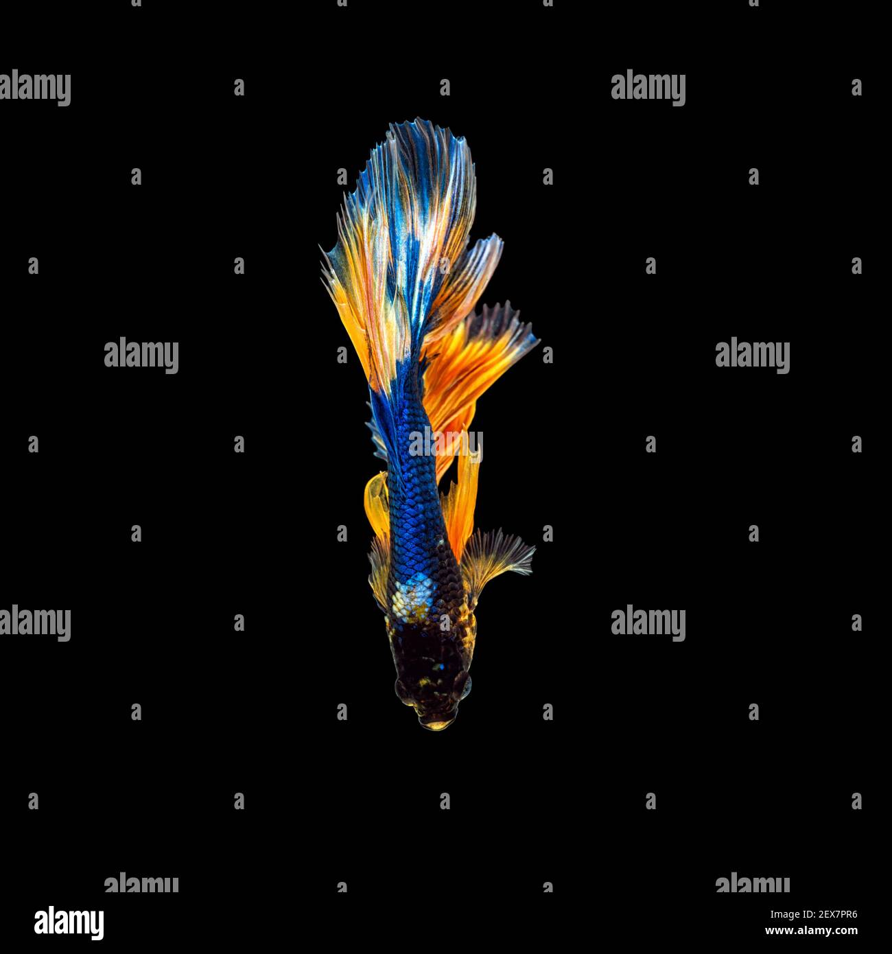 Movement beautiful of colorful siamese betta fish or half moon betta ...