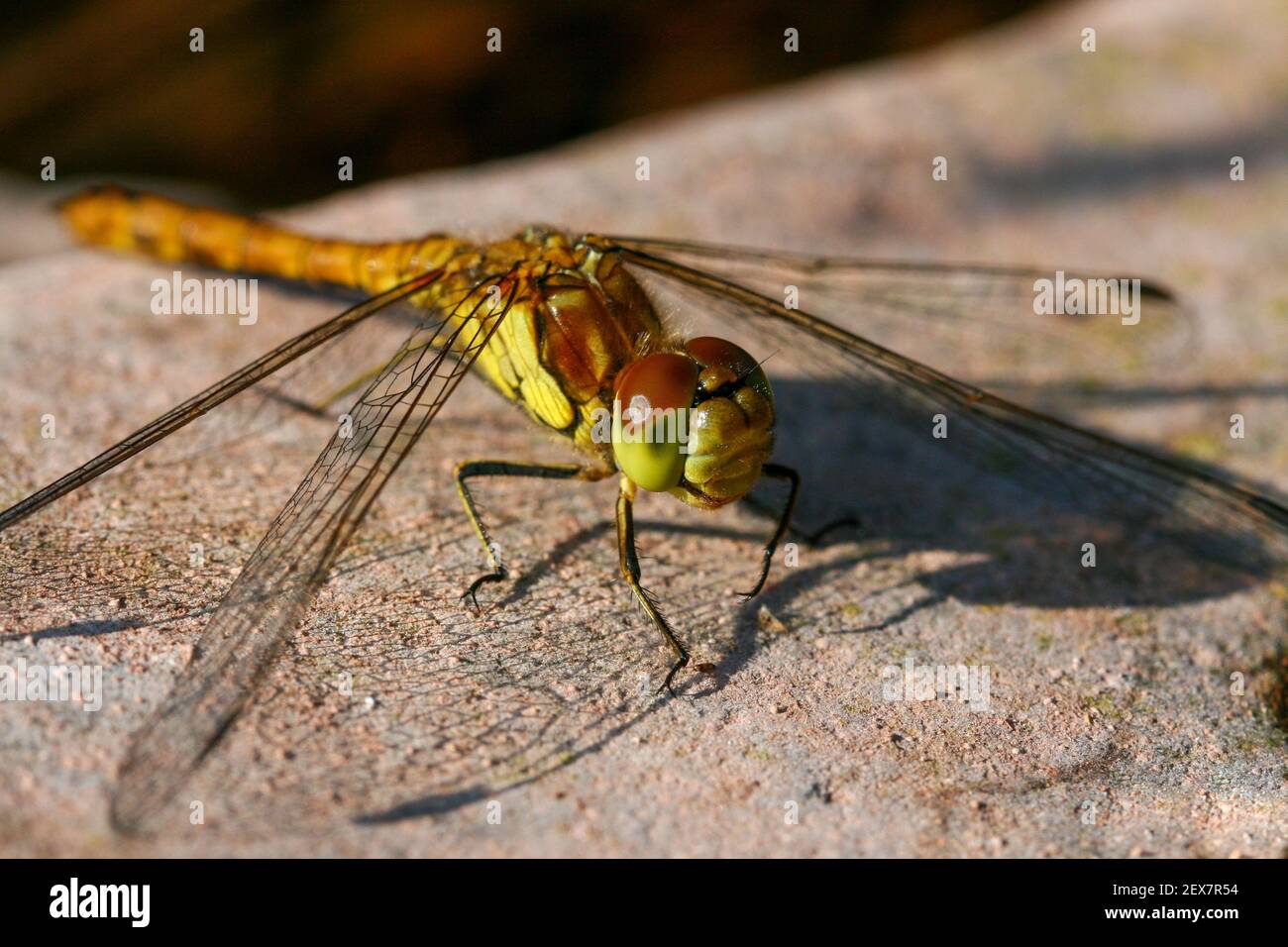 Ruddy Darter (Sympetrum sanguineum), a species of dragonfly of the family Libellulidae ...