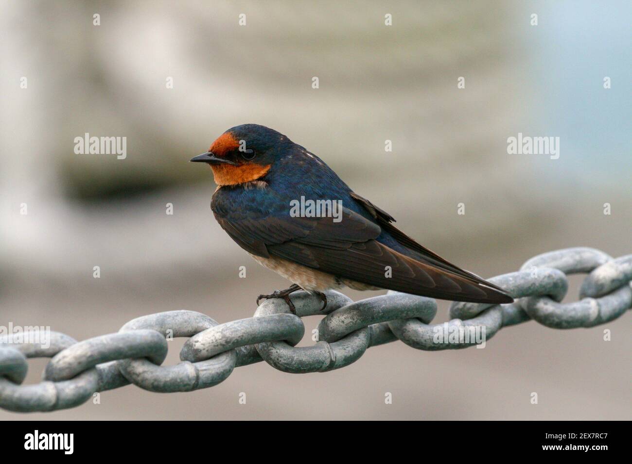 Pacific swallow hi-res stock photography and images - Alamy