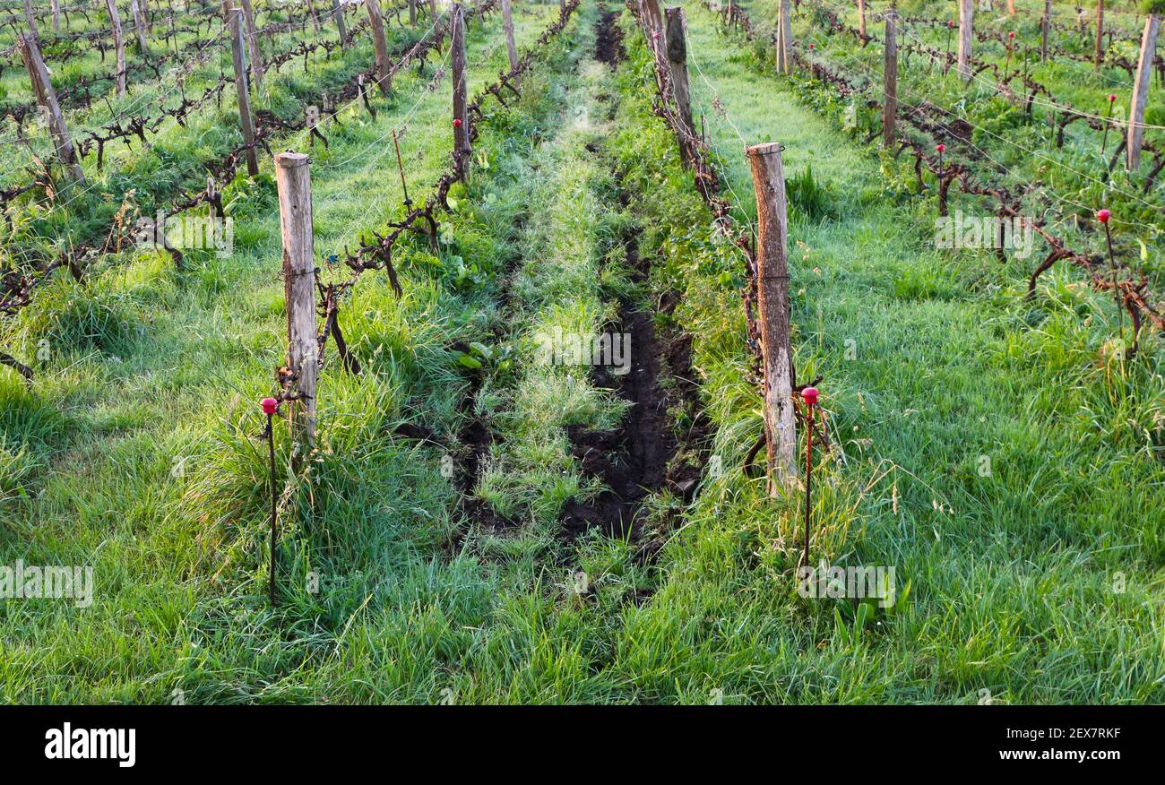 Graft Vine High Resolution Stock Photography and Images - Alamy