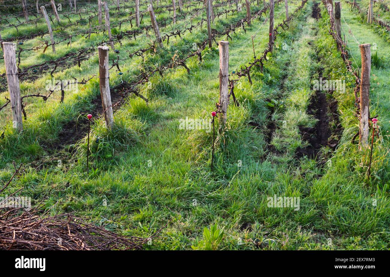 Vine grafting hi-res stock photography and images - Alamy