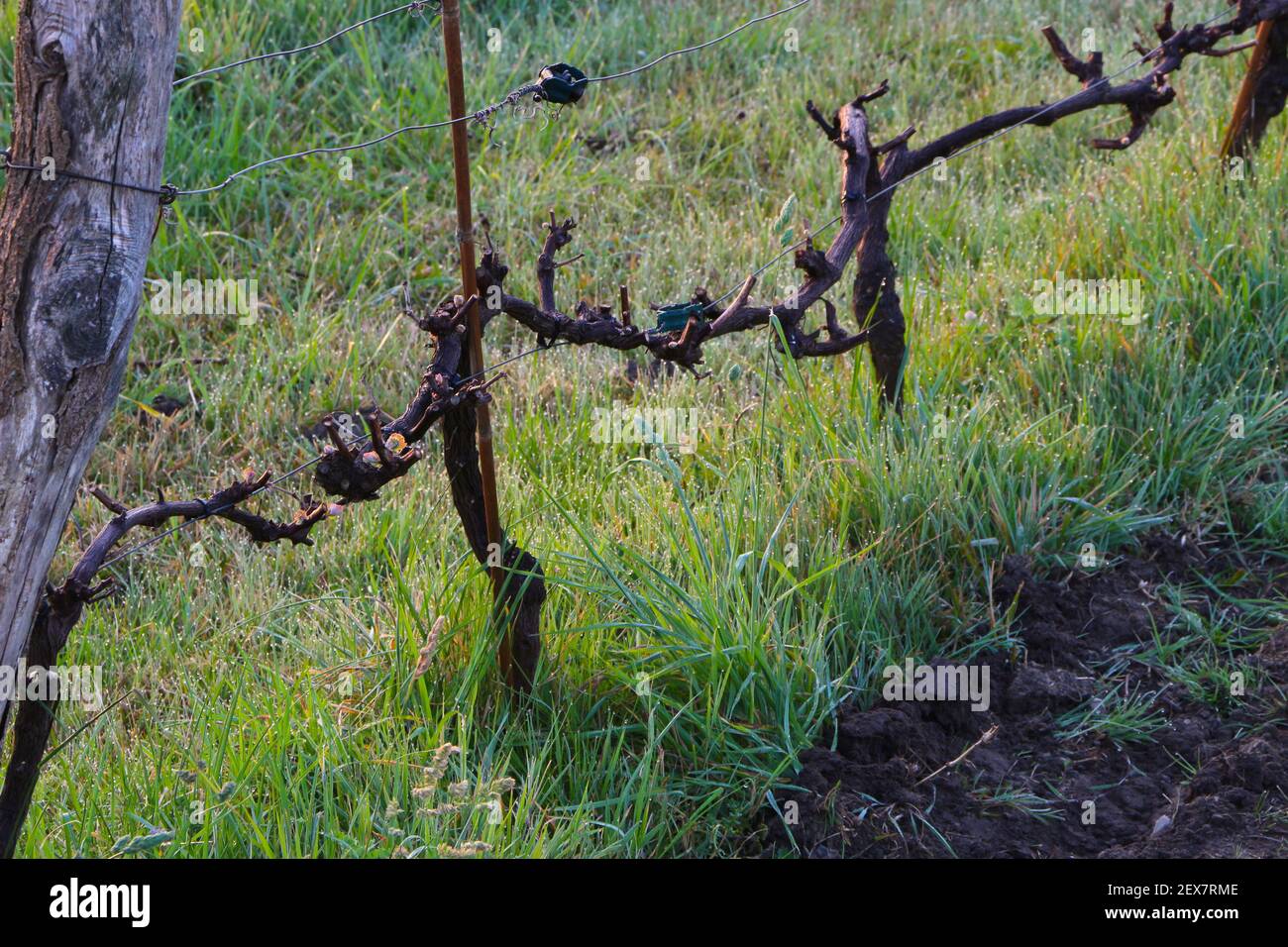 Graft vine hi-res stock photography and images - Alamy