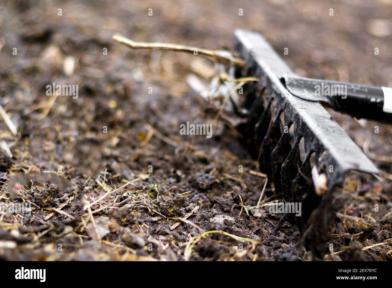 Close-up garden rake. Black metal rake is being pulled through dry soil ...