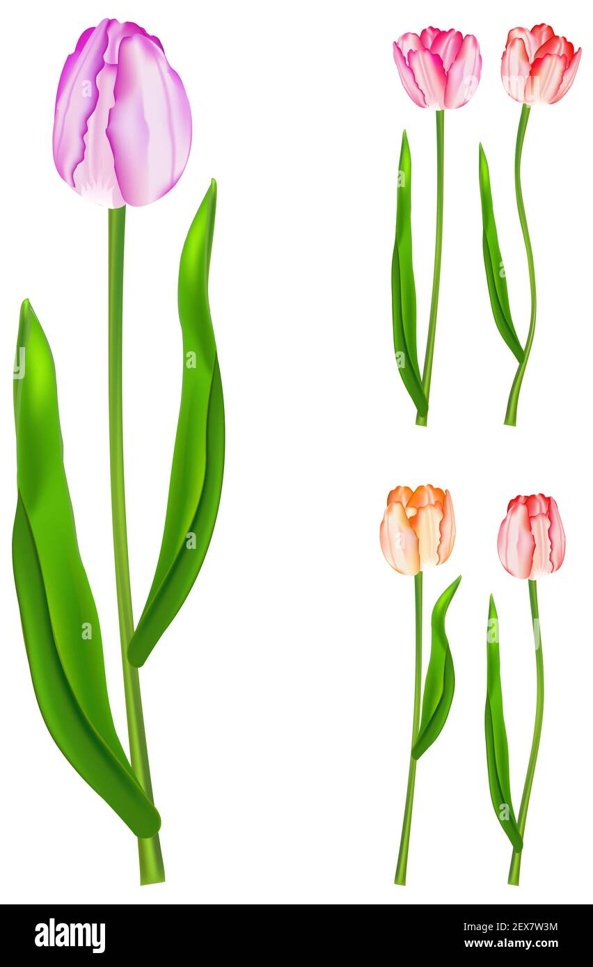 Bunch pink white tulips Cut Out Stock Images & Pictures - Alamy