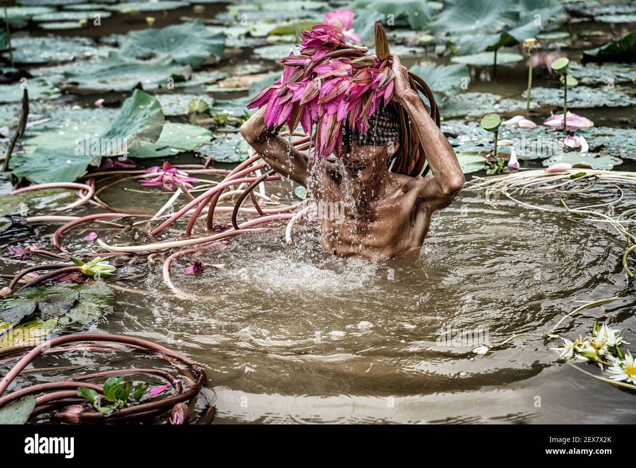 Picking lotus flowers hi-res stock photography and images - Alamy