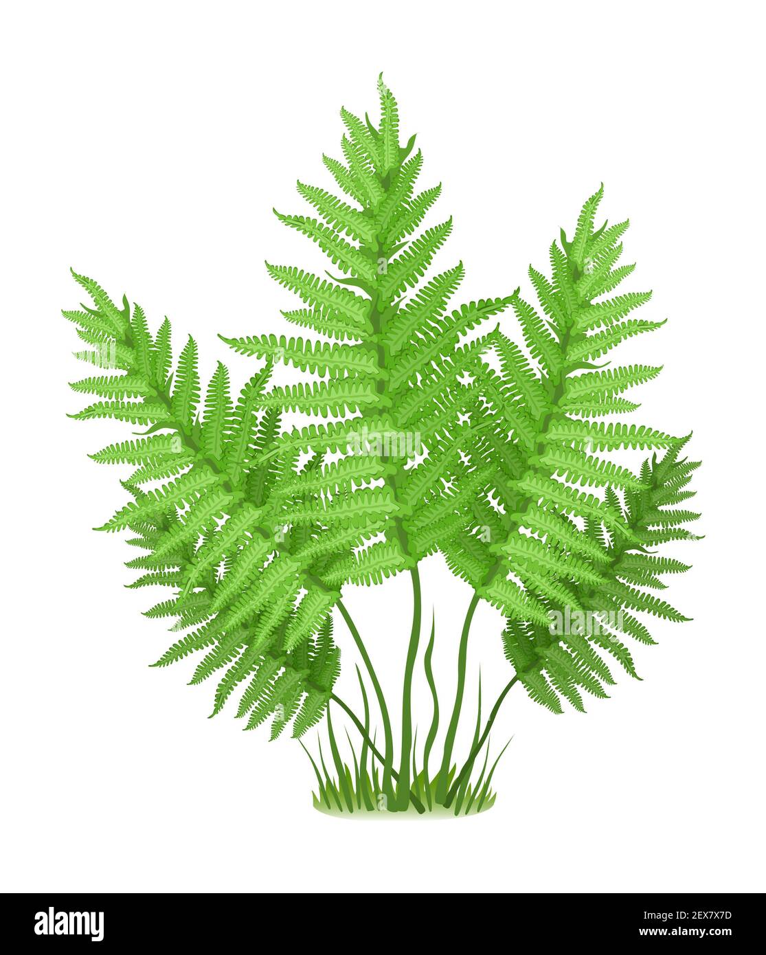 Fern stencil hi-res stock photography and images - Alamy