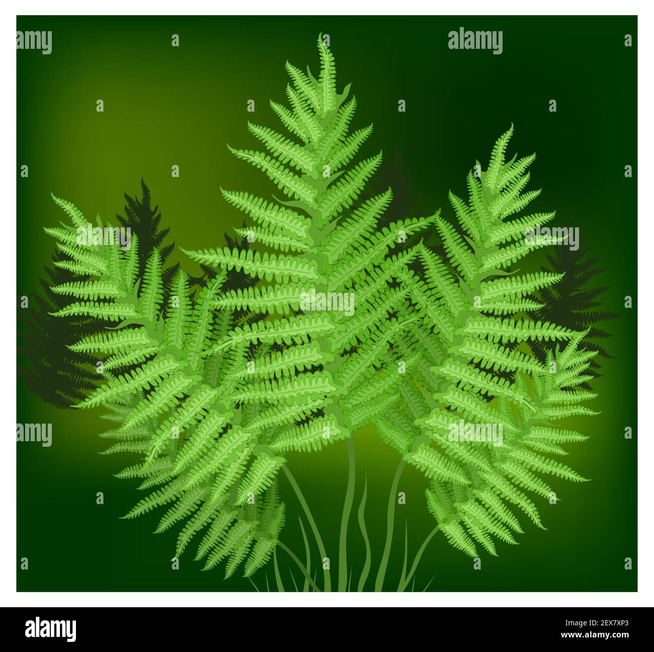 Fern drawing Cut Out Stock Images & Pictures - Alamy