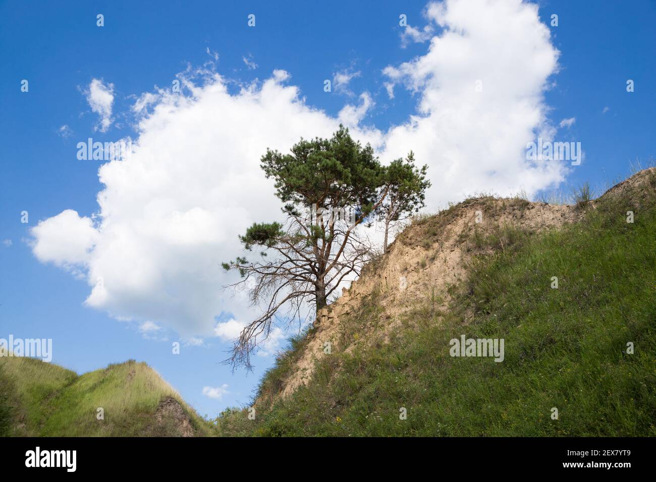 coniferous tree with sprawling branches growing on green hills against ...
