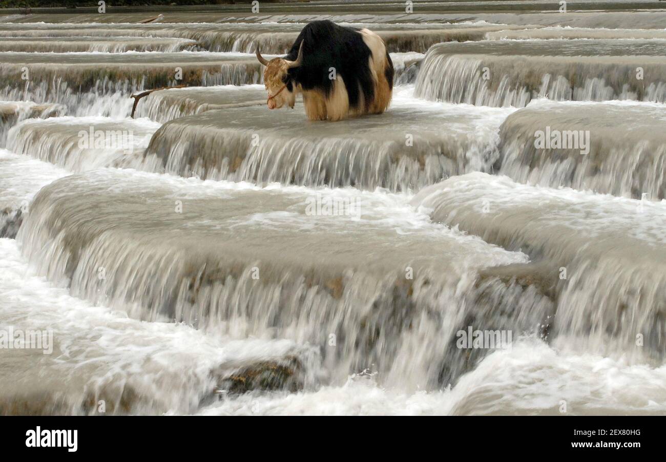A YAK AT THE BAISHUI RIVER LIJIANG ,YUNNAN PROVINCE CHINA PIC MIKE ...