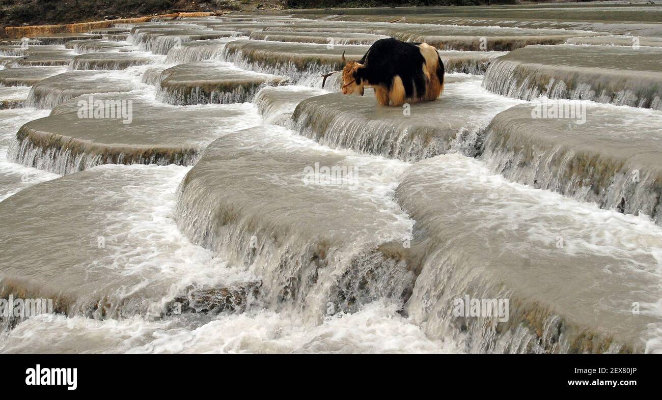 A YAK AT THE BAISHUI RIVER LIJIANG ,YUNNAN PROVINCE CHINA PIC MIKE ...