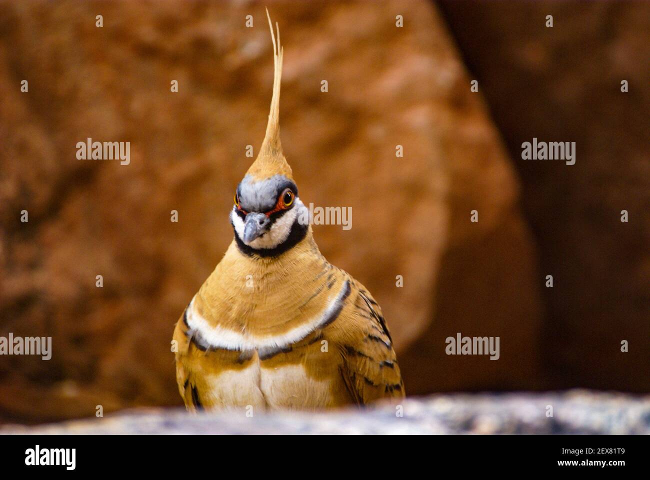 Spinifex pigeon, Geophaps plumifera, dove in natural habitat, West ...