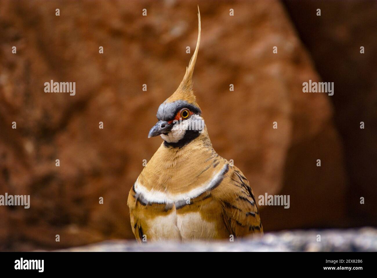 Spinifex pigeon, Geophaps plumifera, dove in natural habitat, West ...