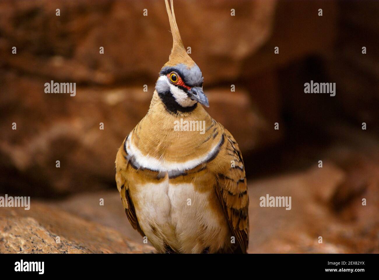 Spinifex pigeon, Geophaps plumifera, dove in natural habitat, West ...